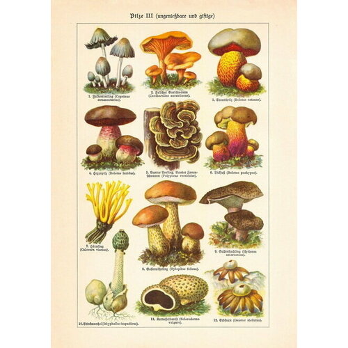 Плакат, постер на холсте грибы несъедобные тип2/рисунки грибов/ботанические/мухоморы/ботаническая иллюстрация. Размер 30 х 42 см
