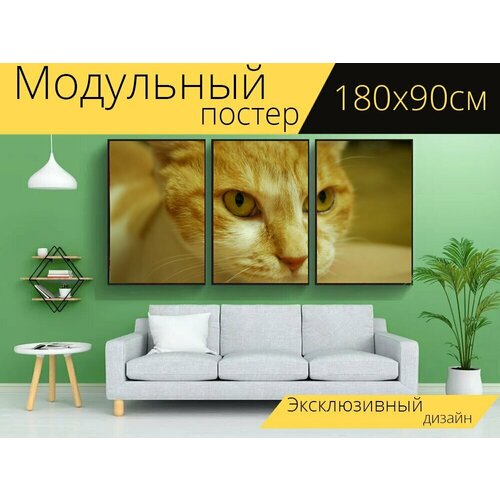 Модульный постер "Кошка, корея, кот" 180 x 90 см. для интерьера