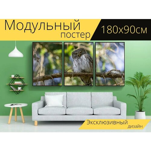 Модульный постер "Воробьиного passerinum, евразийская карликовая сова, сова" 180 x 90 см. для интерьера
