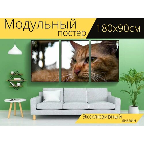 Модульный постер "Кошка, глаза, животное" 180 x 90 см. для интерьера