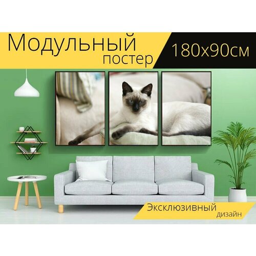 Модульный постер "Кошка, тайская кошка, голубые глаза" 180 x 90 см. для интерьера
