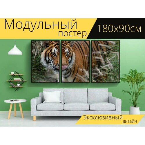 Модульный постер "Тигр, облизывание, нос" 180 x 90 см. для интерьера