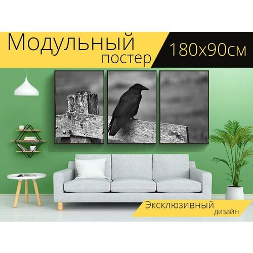 Модульный постер "Черный ворон, птица, врановый вид" 180 x 90 см. для интерьера