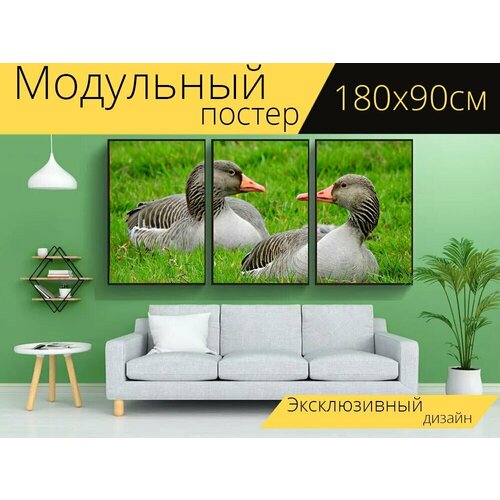 Модульный постер "Гусь, водоплавающие птицы, хабитат" 180 x 90 см. для интерьера