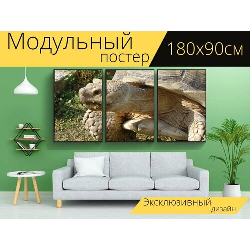 Модульный постер "Руководство, черепахи, как пищевая станция и" 180 x 90 см. для интерьера
