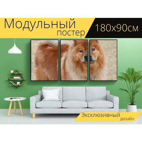 Модульный постер "Собака, китайская чау, ярость" 180 x 90 см. для интерьера