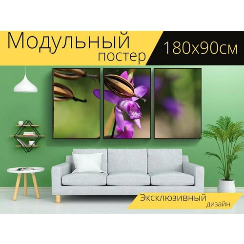 Модульный постер "Орхидея, стручки семян, bletilla striata" 180 x 90 см. для интерьера
