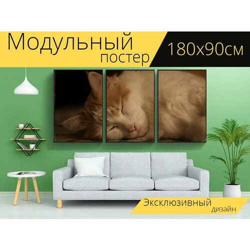 Модульный постер "Мейн кун, кошка, пушистый" 180 x 90 см. для интерьера