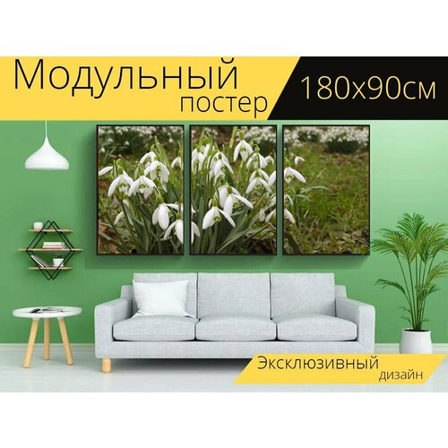 Модульный постер "Подснежники, весенние цветы, белые цветы" 180 x 90 см. для интерьера