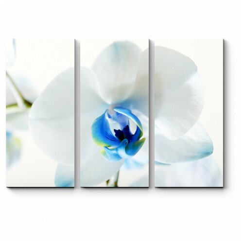Модульная картина Белая орхидея 110x79