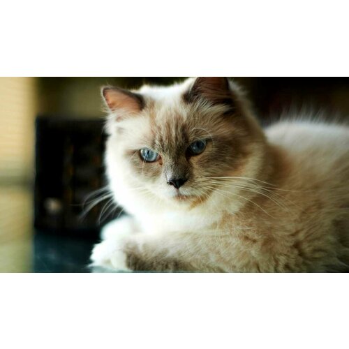 Картина на холсте 60x110 LinxOne "Кошка лежа кот мордочка сиамский" интерьерная для дома / на стену / на кухню / с подрамником