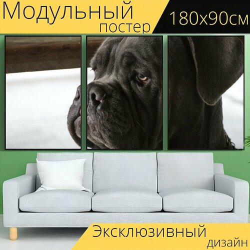 Модульный постер "Стоик, собака, домашний питомец" 180 x 90 см. для интерьера