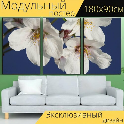 Модульный постер "Весна, вишни в цвету, цветок" 180 x 90 см. для интерьера