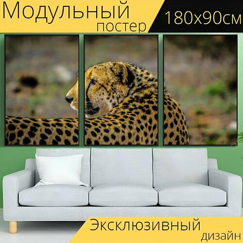 Модульный постер "Гепард, дикая природа, млекопитающее" 180 x 90 см. для интерьера