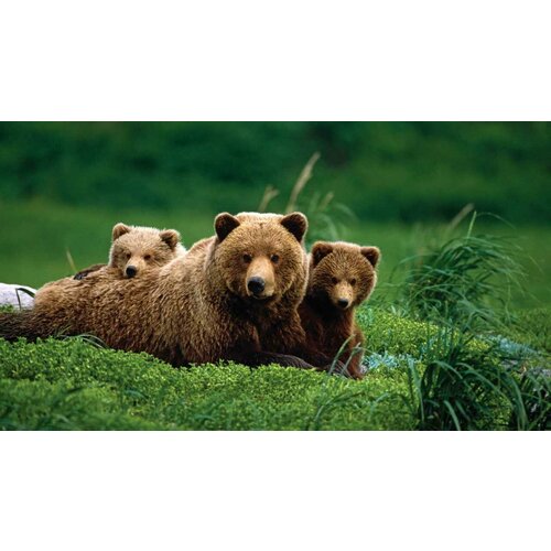 Картина на холсте 110x60 LinxOne "Бурая медведица с медвежатами" интерьерная для дома / на стену / на кухню / с подрамником