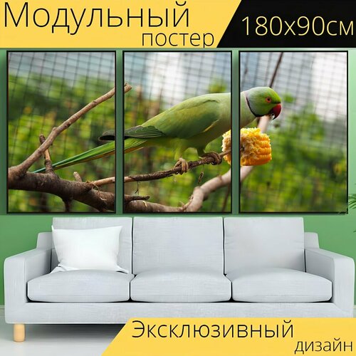 Модульный постер "Попугай, зеленый, природа" 180 x 90 см. для интерьера
