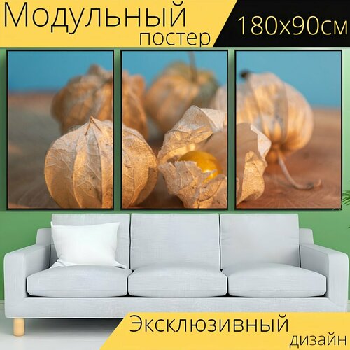 Модульный постер "Физалис, фрукты, спелый" 180 x 90 см. для интерьера