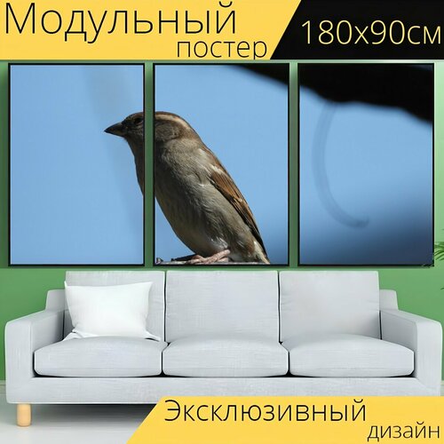 Модульный постер "Воробей, птица, сад" 180 x 90 см. для интерьера
