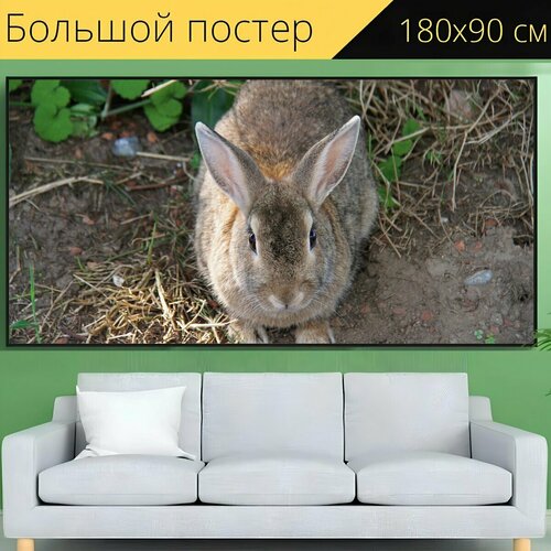 Большой постер "Кролик, животное, милый" 180 x 90 см. для интерьера