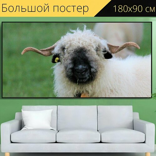 Большой постер "Носом черная овца, шерсть, пастись" 180 x 90 см. для интерьера