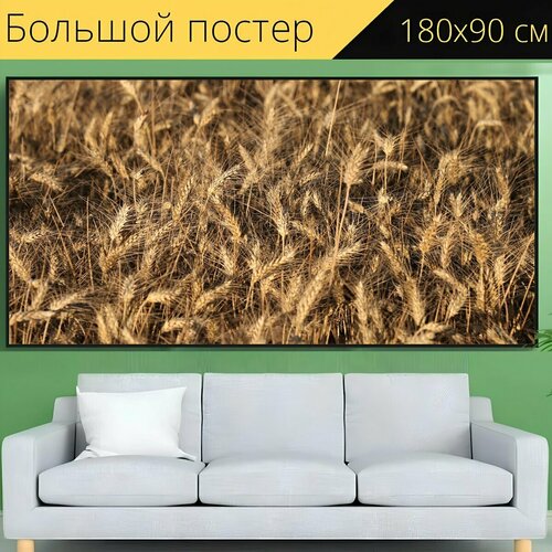 Большой постер "Пшеницы до сбора урожая, сельское хозяйство, хлопья" 180 x 90 см. для интерьера