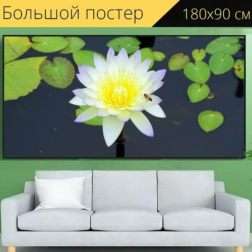 Большой постер "Белый цветок, цветок лотоса, лотос" 180 x 90 см. для интерьера