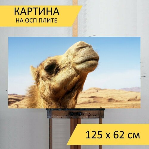 Картина на ОСП 125х62 см. "Верблюд, животное, песок" горизонтальная, для интерьера, с креплениями