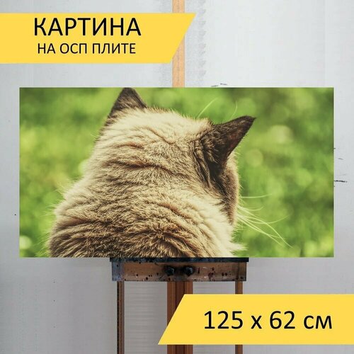 Картина на ОСП 125х62 см. "Кот, британская короткошерстная кошка, домашняя кошка" горизонтальная, для интерьера, с креплениями