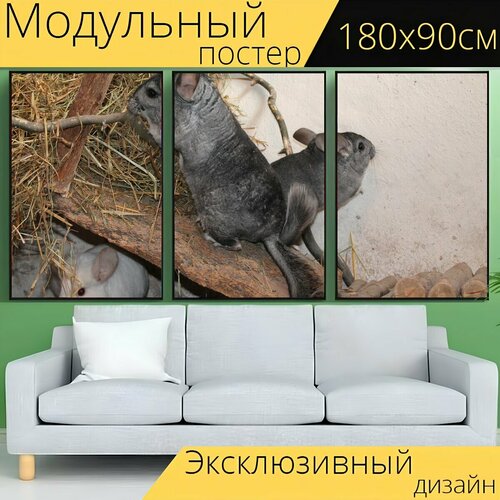 Модульный постер "Шиншилла, домашнее животное, животное" 180 x 90 см. для интерьера
