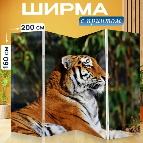 Ширма перегородка с принтом "Тигр, большой кот, хищник" на холсте - 200x160 см. для зонирования, раскладная