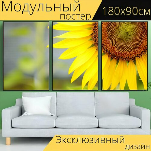 Модульный постер "Цветок, солнце, подсолнечник" 180 x 90 см. для интерьера