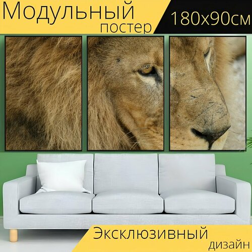 Модульный постер "Лев, хищник, грива" 180 x 90 см. для интерьера
