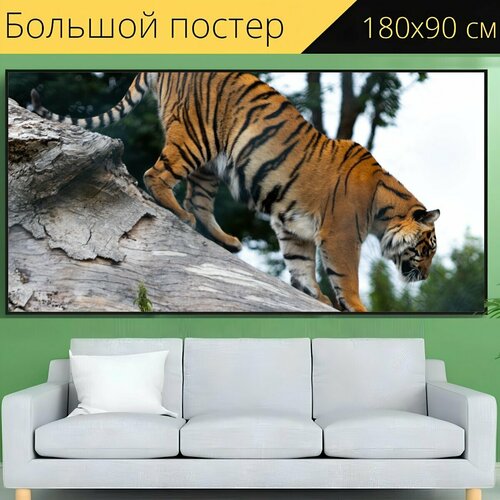 Большой постер "Тигр, зоопарк, животное" 180 x 90 см. для интерьера