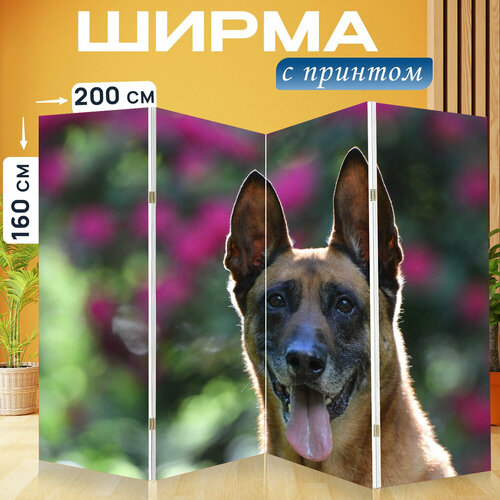 Ширма перегородка с принтом "Малинуа, собака, подсветка" на холсте - 200x160 см. для зонирования, раскладная