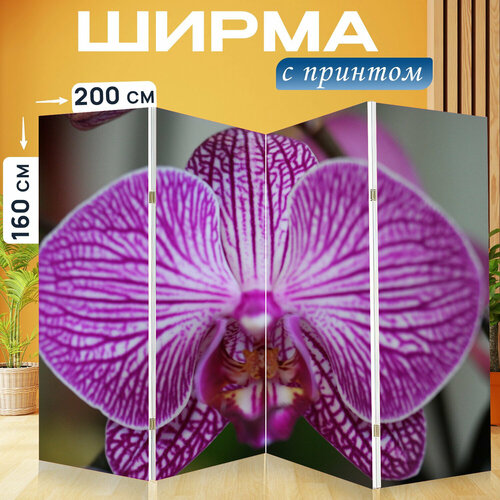 Ширма перегородка с принтом "Цветок, орхидея, фаленопсис" на холсте - 200x160 см. для зонирования, раскладная