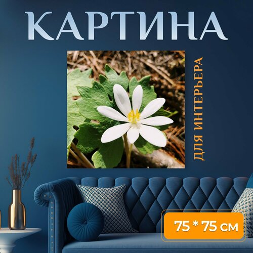 Картина на холсте "Полевой цветок, лапчатка, белый" на подрамнике 75х75 см. для интерьера