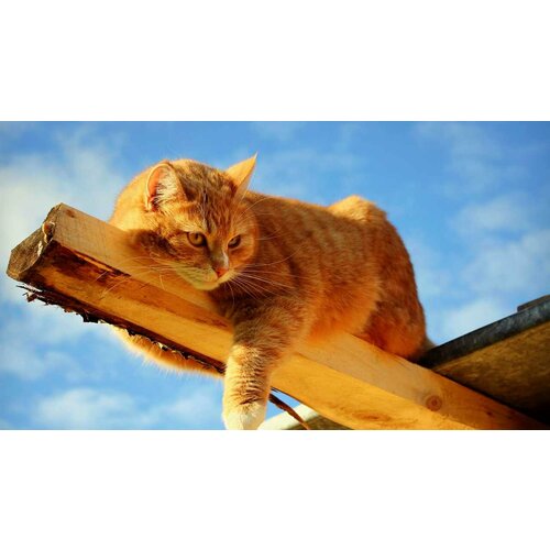 Картина на холсте 60x110 LinxOne "Garfield кошка рыжий кот котэ" интерьерная для дома / на стену / на кухню / с подрамником
