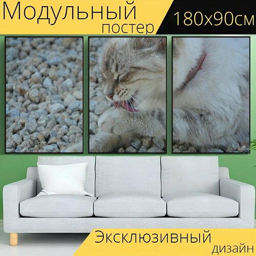 Модульный постер "Кошка, кошка туалет, голова" 180 x 90 см. для интерьера