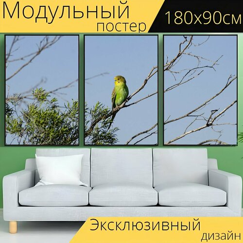 Модульный постер "Волнистый попугайчик, птица, сидя" 180 x 90 см. для интерьера