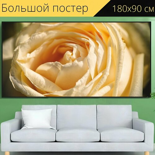 Большой постер "Роза, цветок, благородный" 180 x 90 см. для интерьера