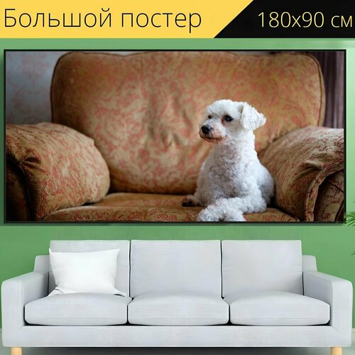 Большой постер "Собака, стул, домашний питомец" 180 x 90 см. для интерьера