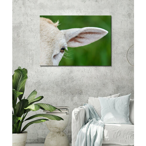 Картина -Коза, козел, безрогая коза, домашняя коза (7) 20х30