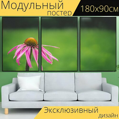 Модульный постер "Цветок, эхина, цветочная пыльца" 180 x 90 см. для интерьера