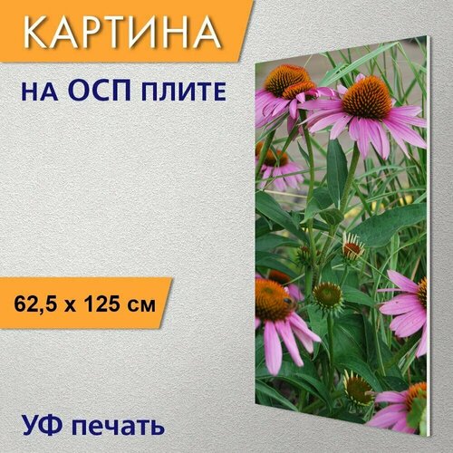 Вертикальная картина на ОСП "Эхинацея, цвести, цветок" 62x125 см. для интерьериа