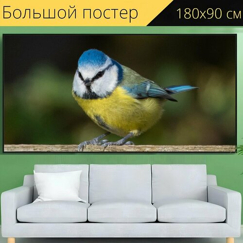 Большой постер "Лазоревка, синица, маленькая птица" 180 x 90 см. для интерьера