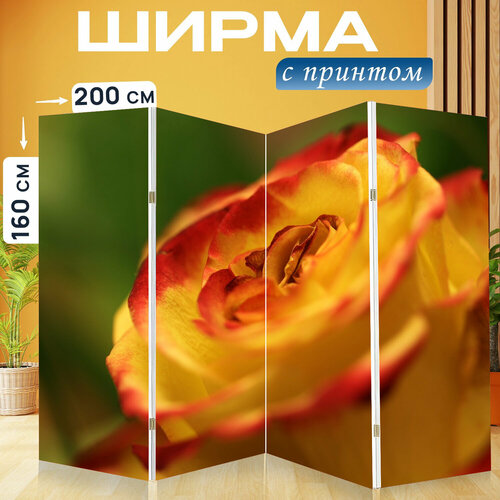 Ширма перегородка с принтом "Роза, цветок, цвести" на холсте - 200x160 см. для зонирования, раскладная