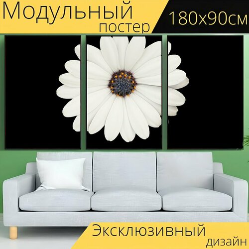 Модульный постер "Белый, улучшен, цветок ромашка" 180 x 90 см. для интерьера