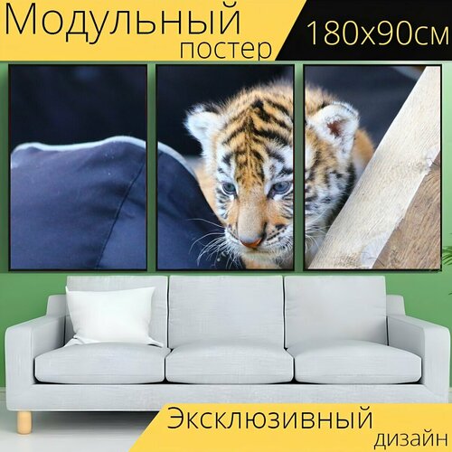 Модульный постер "Тигр, детеныш, кошачий" 180 x 90 см. для интерьера