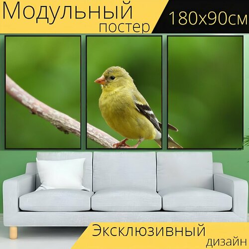 Модульный постер "Щегол, птица, дикая природа" 180 x 90 см. для интерьера