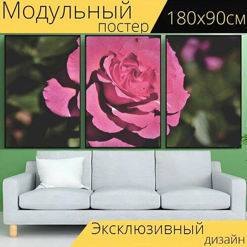 Модульный постер "Роза, садовая роза, цвести" 180 x 90 см. для интерьера